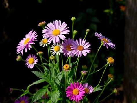 Лучшие однолетние цветы для вашего сада выбор и уход