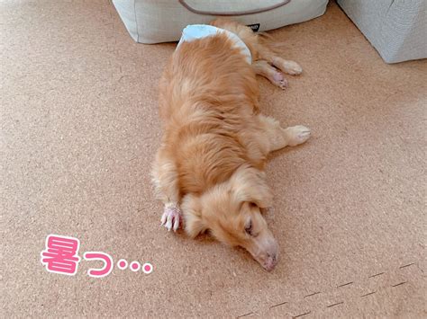 濃厚接触者は？ みるくぅ Miru Coo Chimurin