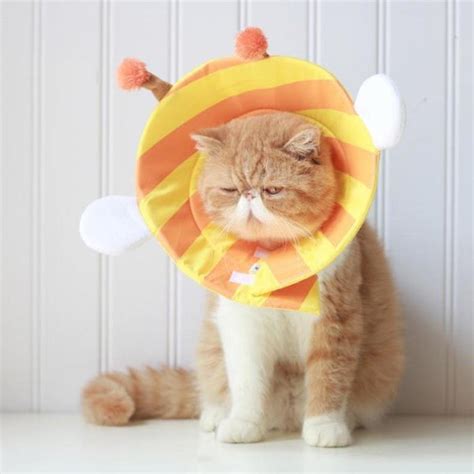 Cute Soft Cat Cone Amazinglycat