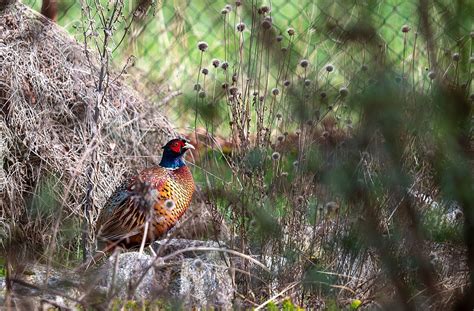 Bird Pheasant Free Photo On Pixabay Pixabay