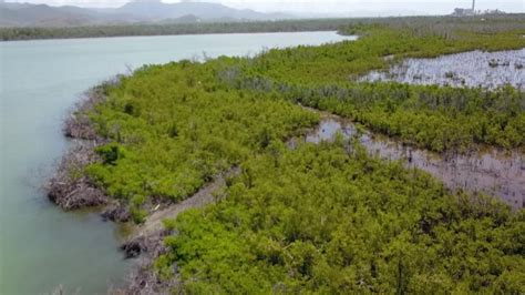 Forestsplat Proof Of Concept For A Scalable And High Fidelity Forestry