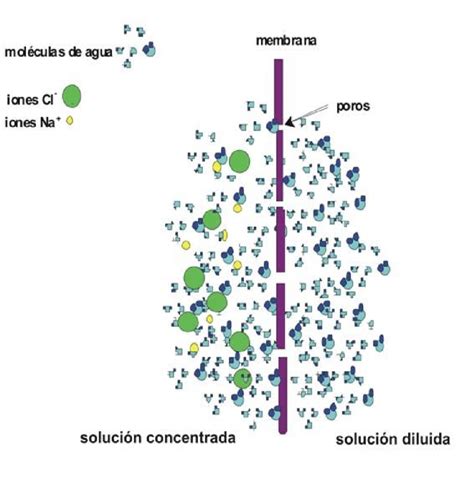 Modelizaci N Del Proceso De Smosis La Membrana Semipermeable S Lo