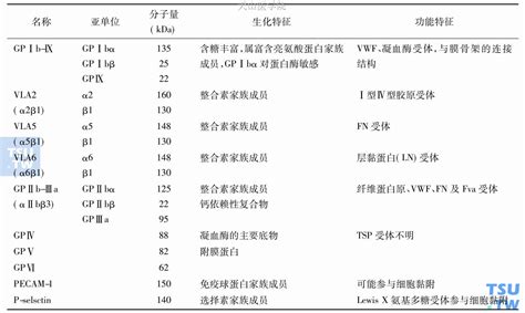 【附图】 血小板膜糖蛋白 血液病学 天山医学院