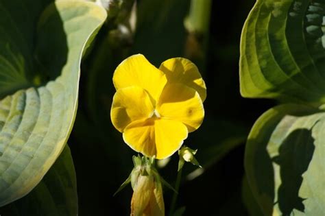 Thist Bilder Durchsuchen 185 Archivfotos Vektorgrafiken Und Videos