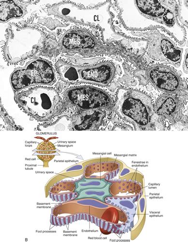Sa Nbme Flashcards Quizlet