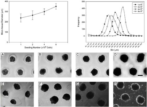 Self Assembled Microtissue Size Is Controlled By The Number Of Download Scientific Diagram