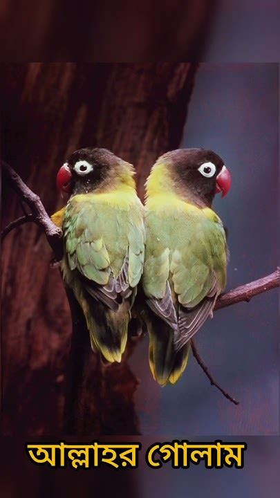 আল্লাহর গোলাম Youtube