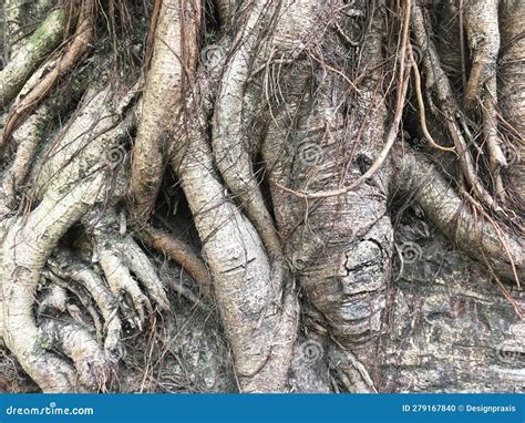 Abstract Banyan Tree Roots Pattern Stock Photo Image Of Design Park 279167840