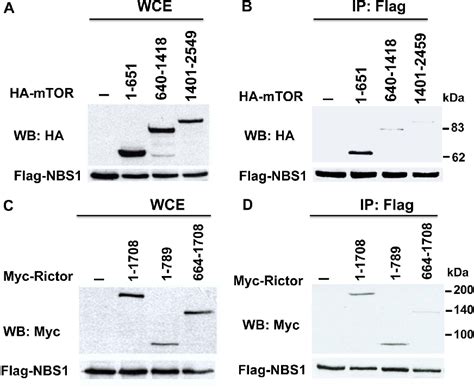 Figure 1 From Interaction Between Nbs1 And The Mtorrictorsin1 Complex