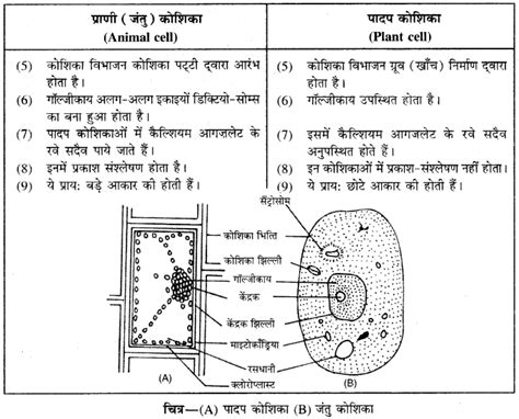 PSEB 9th Class Science Solutions Chapter 5 जवन क मलक इकई PSEB Solutions