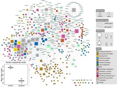 Spagm Inferring Subpathway Activity By Integrating Gene And Mirna Expression Robust Functional