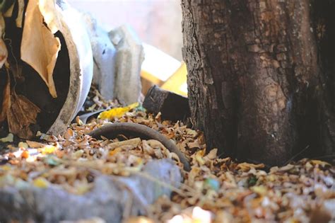 Premium Photo Close Up Of Leaves On Tree Trunk