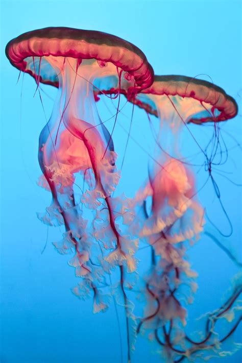 1087 Best Obsession Jellyfish Images On Pinterest Jellyfish Marine Life And Jelly Fish