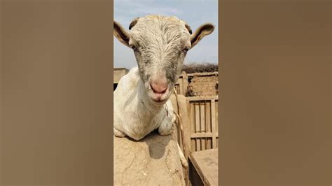 Mashaallha Samall Goat Youtube