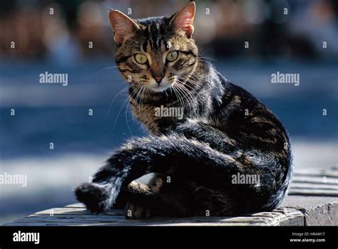 Domestic Cat Felis Catus Portrait Of Alert Adult Tabby Cat Stock