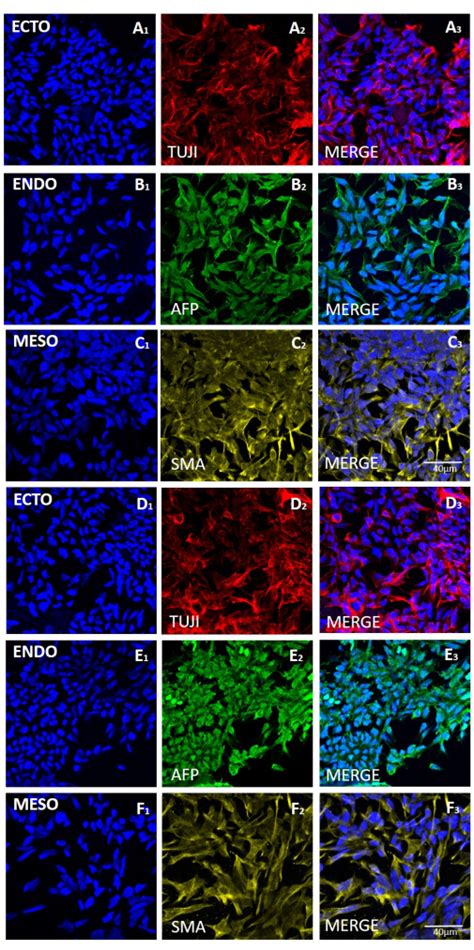 Rapid Cost Efficient Enzyme Free Passaging Of Human Pluripotent Stem