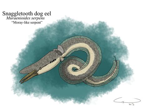 Snaggletooth Dog Eel By Kingdilophosaurus On Deviantart