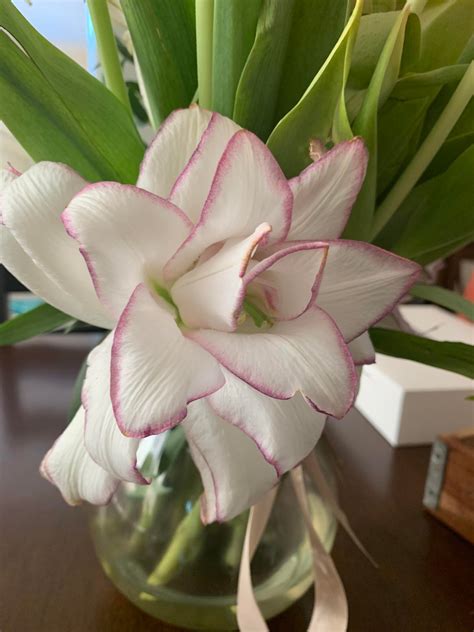 What Is This Lily Like Flower Rgardening