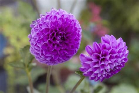 16 Plantas Resistentes Al Sol Lista Y Fotos