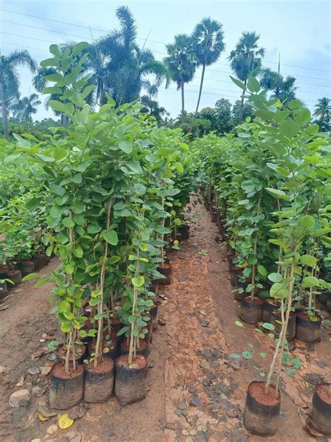 Natural Red Sandalwood Plant For Plantation 25 Feet At ₹ 250piece In