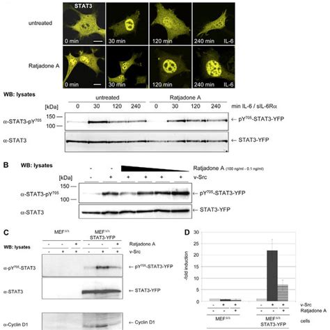 V Src Expression Leads To Constitutive Activation Of Wild Type And