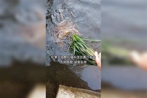 松栗王兰花细颗粒植料混合黄沙栽种根很多就是分苗麻烦 秋冬室内养花知识