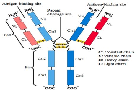 A Schematic Diagram Of An Igg1 Showing The Various Components Of The Download Scientific