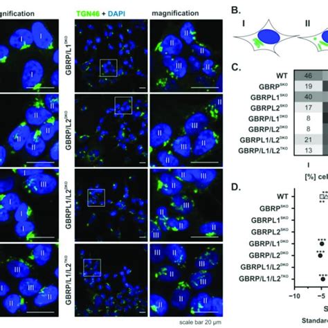 Influence Of γ Aminobutyric Acid Type A Gaba A Receptor Associated