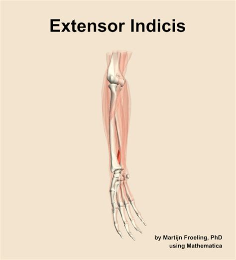 The Extensor Indicis Muscle Of The Forearm