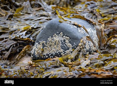 Cluster Of Barnacles Attached To A Black Rock Surrounded By Seaweed