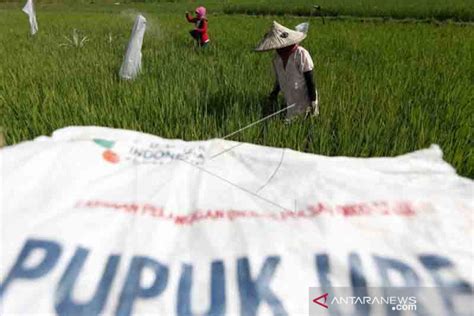 Stok Pupuk Bersubsidi Di Aceh Masih Aman Ini Jumlahnya ANTARA News Aceh