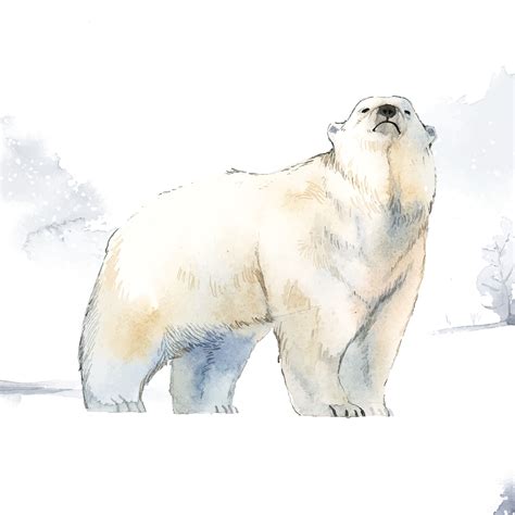 Ideas De Oso Polar Dibujo Oso Polar Oso Polar Dibujo