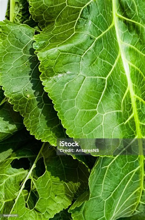 양 고추 냉이는 위쪽을 닫습니다 녹색 양 고추 냉이 잎의 색조 배경입니다 양 고추 냉이 잎은 오이 보존을위한 조미료로 사용됩니다 0명에 대한 스톡 사진 및 기타 이미지