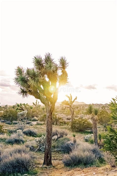 Joshua Trees In Sunset Light Desert Landscape Stock Image Image Of