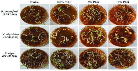 Seed Germination Of Brassica Species Grown Under Different Variables Of