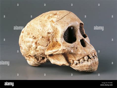 Anthropology Skull Of Gracile Australopithecine Australopithecus