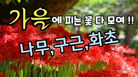 가을의 아름다움을 뽐내는 꽃나무 가을에 피는 꽃나무의 매력