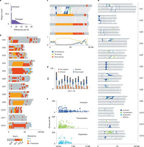 In Depth Haplotype Analysis Of The Tetraploid Genome A Snp Density As