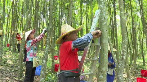 程村沉香种植基地沉香打点滴 结香率达100 阳西县人民政府网站