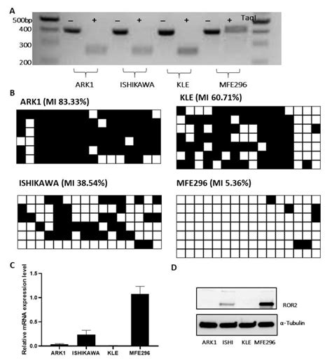 Ror2 Expression Was Suppressed In The High Grade And Serous Ec Cell