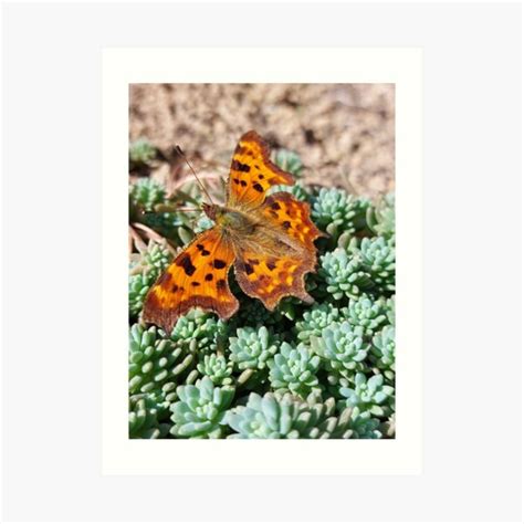 Butterfly Polygonia C Album Warming Up In The Spring Sun After