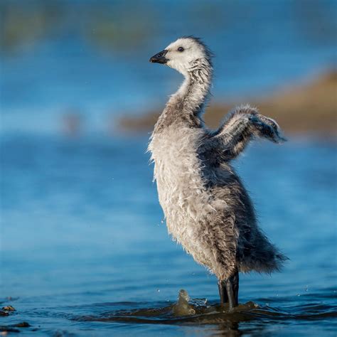 Barnacle Goose Myth