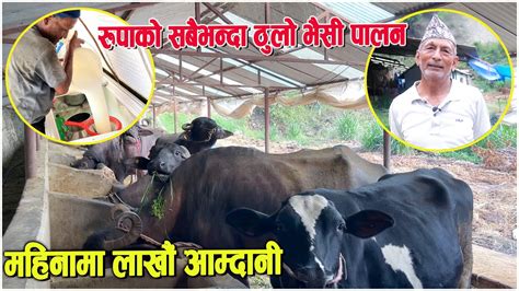 भैसीपालन यसरी गर्नुस् लाखौ आम्दानी हुन्छ Bhaisi Palan Nepal Youtube