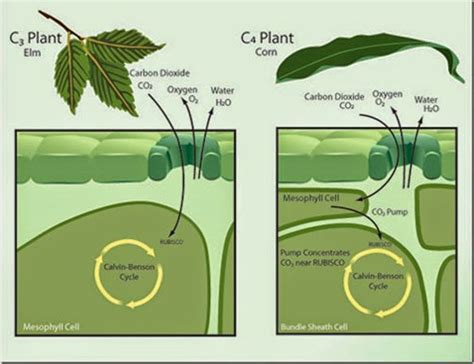 Difference Between C3 C4 And CAM Plants Major Differences Biology