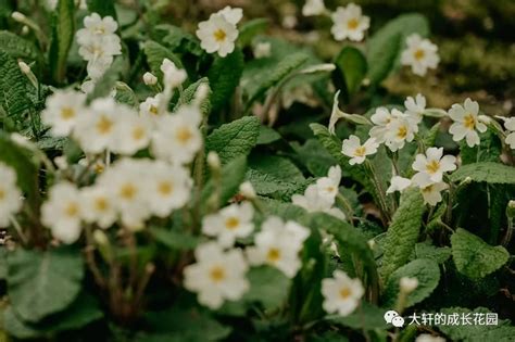 Flowus：基于“卡片 双链 项目”的数字花园 哔哩哔哩