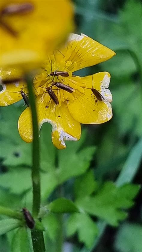 Micropterix Calthella Kent Moths