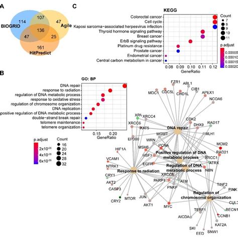 Pathway Analysis Of DNA PKcs Interacting Proteins A Venn Diagram
