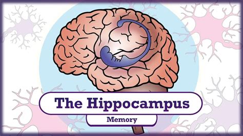 Hippocampus And Trisynaptic Circuit Explained Simply Biobrainbuddies