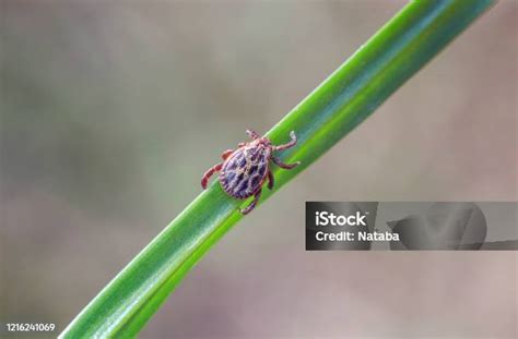 봄 공원에서 잔디에 기어 곤충 기생충 진드기와 물린 피해자를 기다리고 웅크리고 곤충에 대한 스톡 사진 및 기타 이미지 곤충 사람들 진드기 Istock