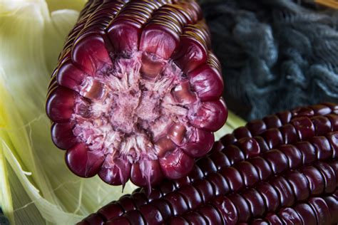 식품 옥수수 옥수수 음식 옥수수 단 옥수수 Png 일러스트 및 이미지 에 대한 무료 다운로드 Pngtree